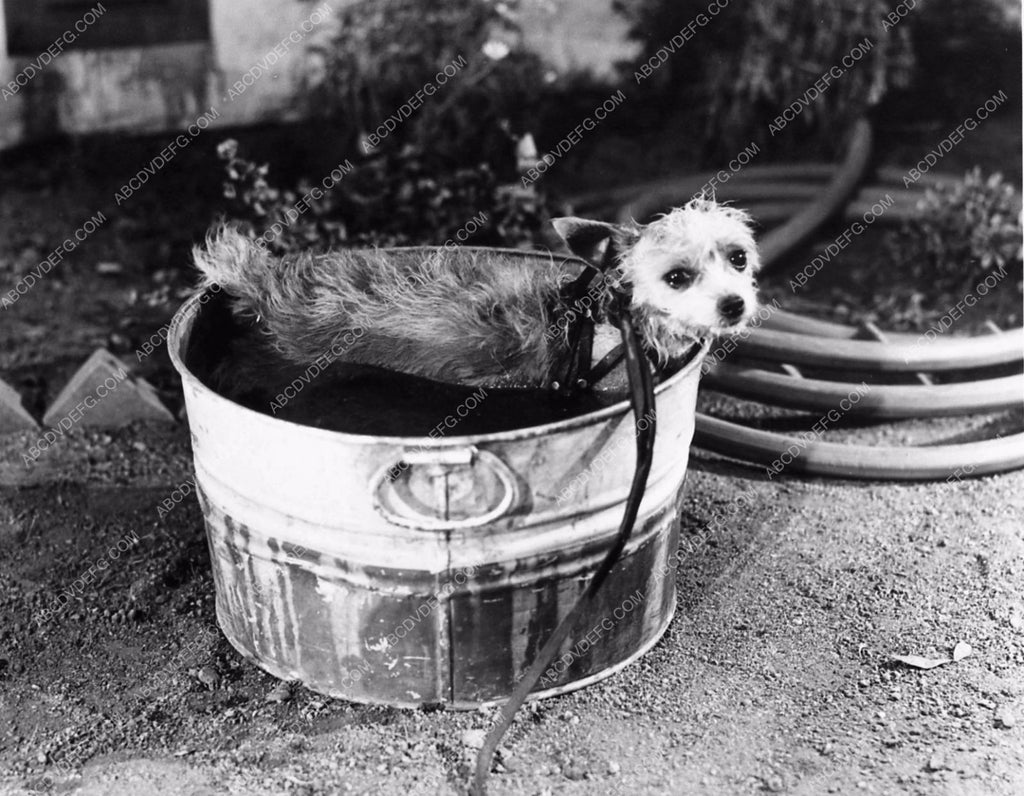 cute little pup in a bucket Pete Smith Short Subject Dogs 1100-16 ...