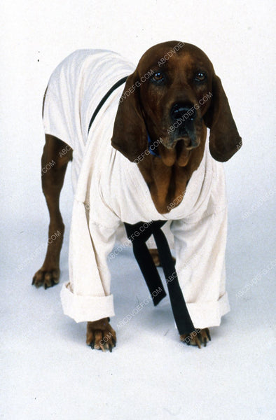 Zeb Jeb the talking dog in karate ghee TV V.R. Troopers 35m-6716 ...