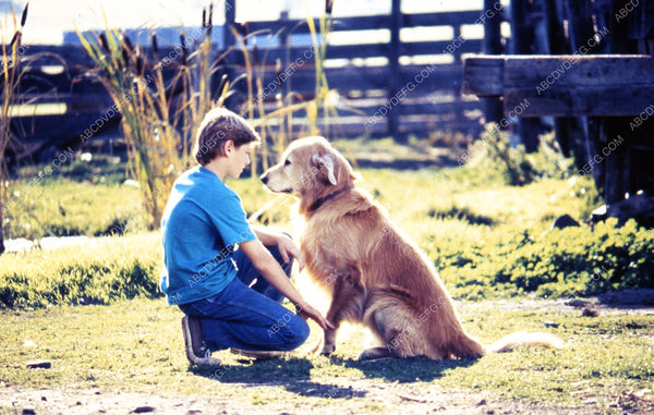 Kevin Chevalia film Homeward Bound The Incredible Journey 35m-6987 ...