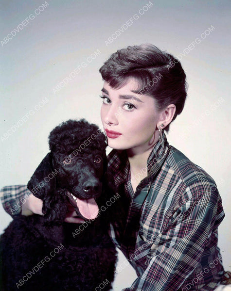 beautiful Audrey Hepburn and her poodle dog 8b20-4546 – ABCDVDVIDEO