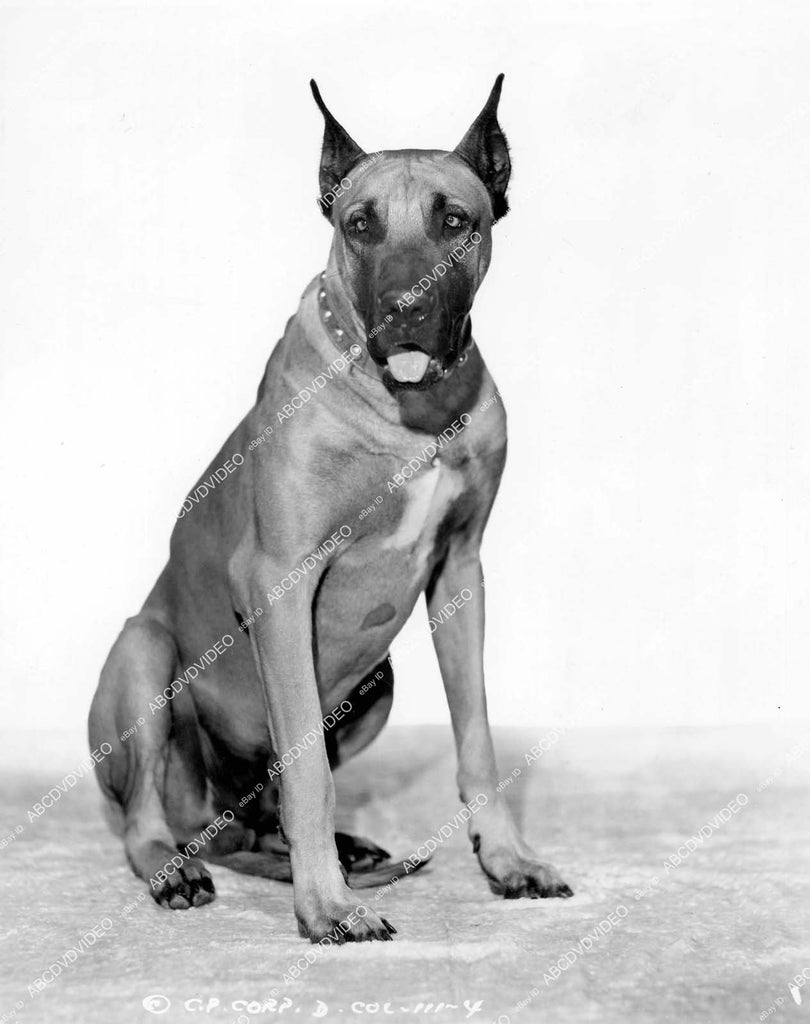 crp-12361 1941 Hollywood film animals handsome Champ the Great Dane do ...