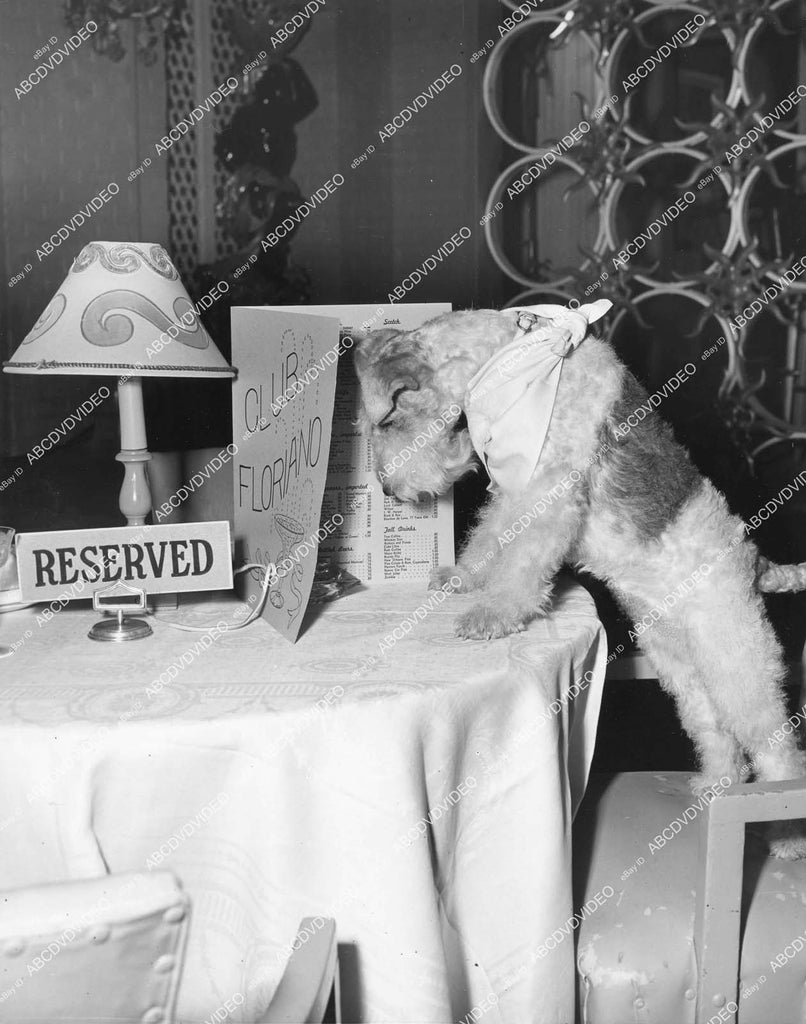 crp-12379 1957 Hollywood film animals Asta the dog at reserved table C ...