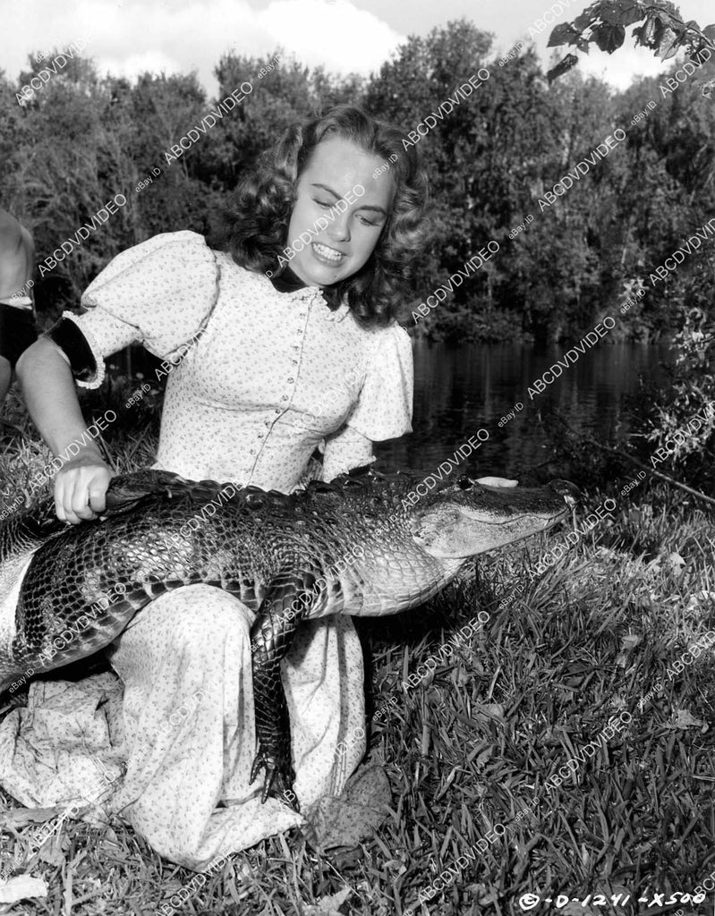 crp-09267 1951 Terry Moore wrestling an alligator film The Barefoot Ma ...